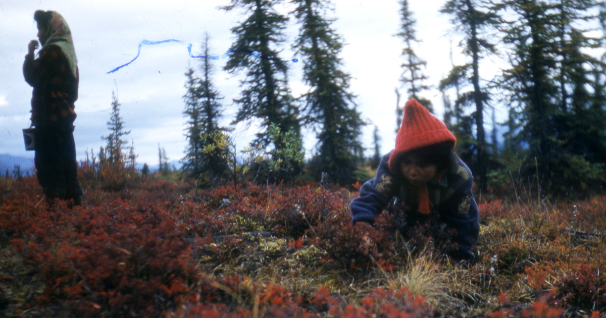 Forage | The Anchorage Museum