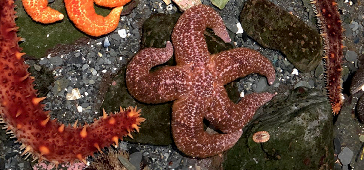 Marine Tank Guide - The Anchorage Museum