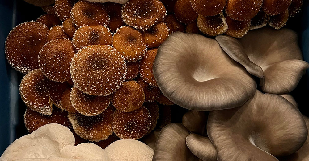 Seed Lab - The Anchorage Museum