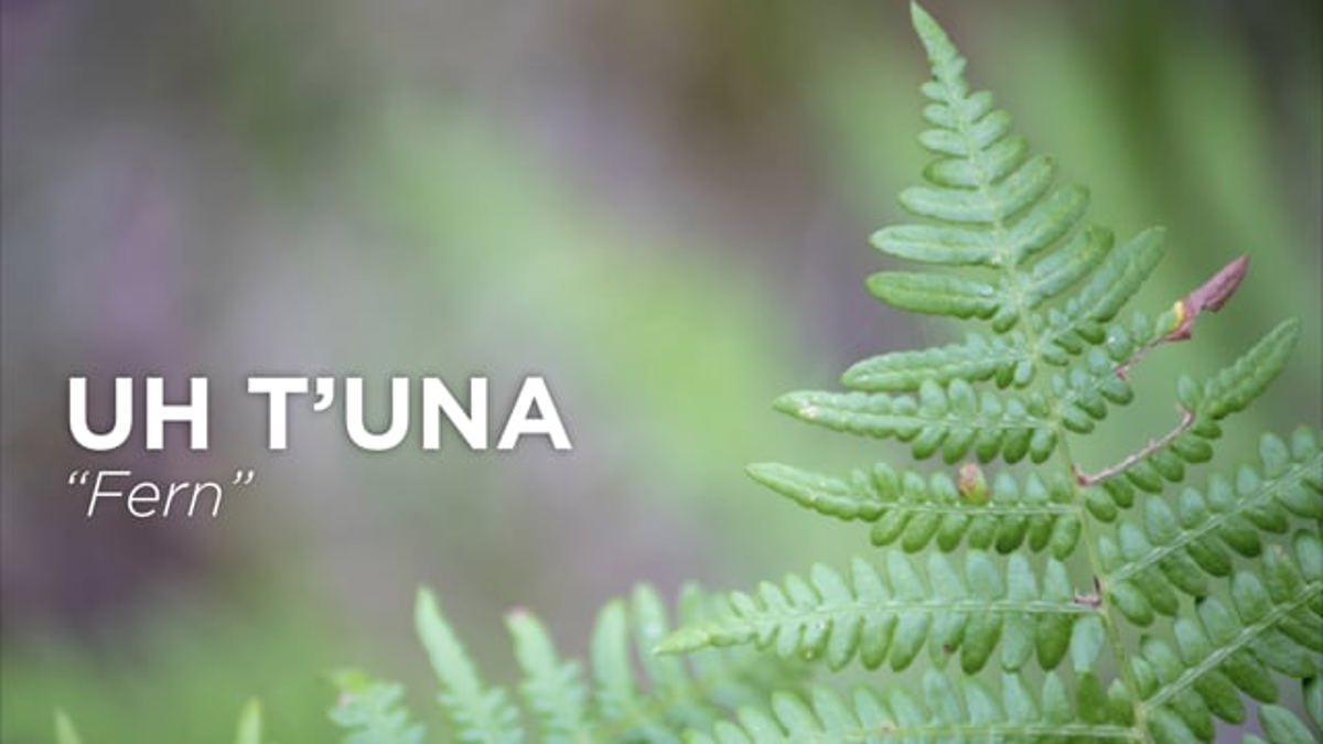 Uh T'una (fern) | The Anchorage Museum