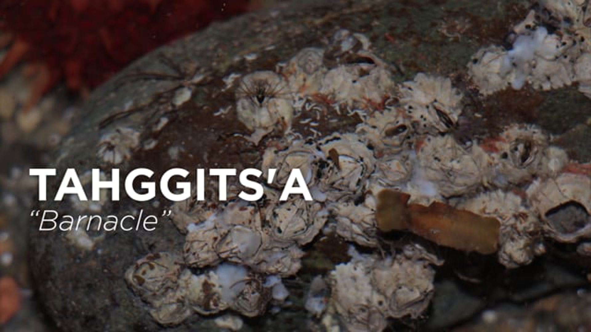 Dena'ina Word of the Week | The Anchorage Museum