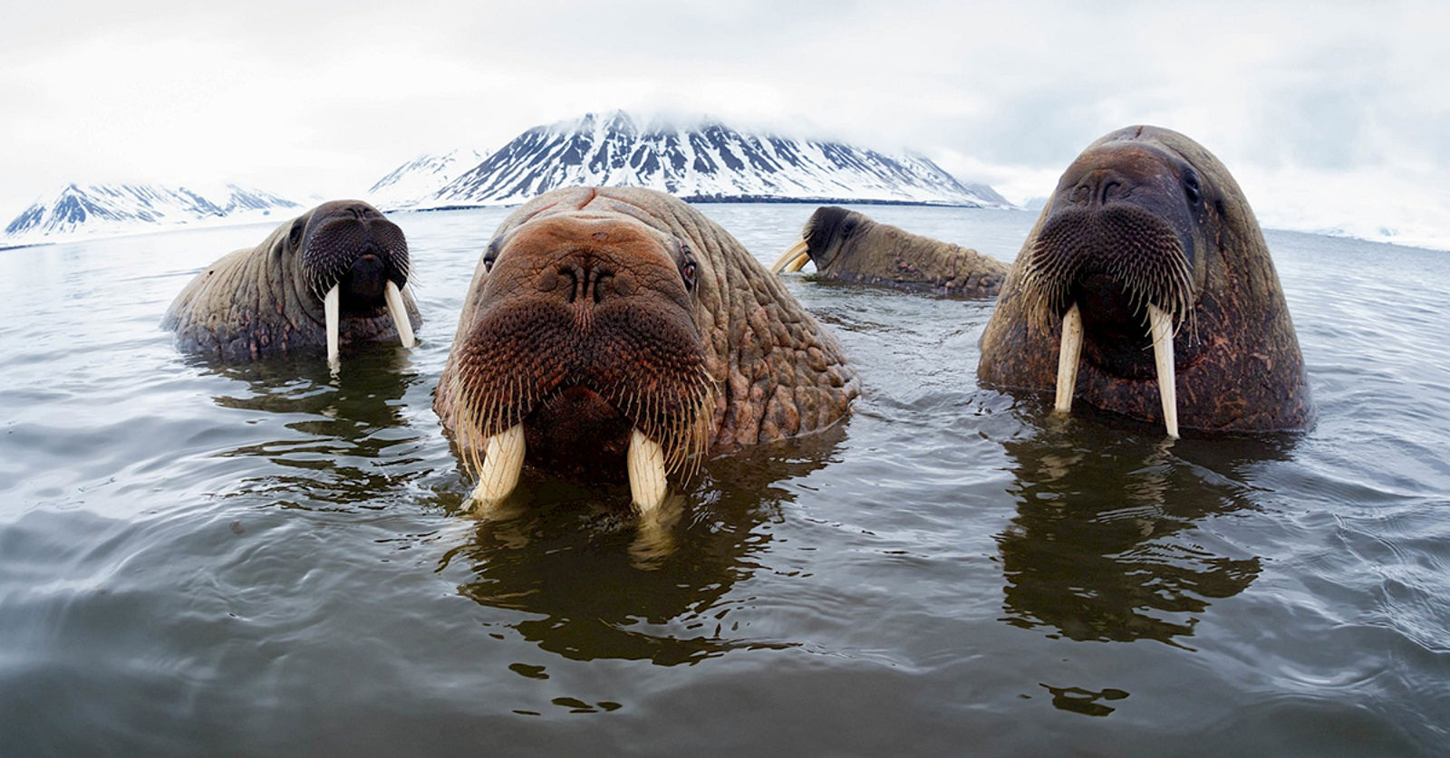 Calendar Event Details - The Anchorage Museum