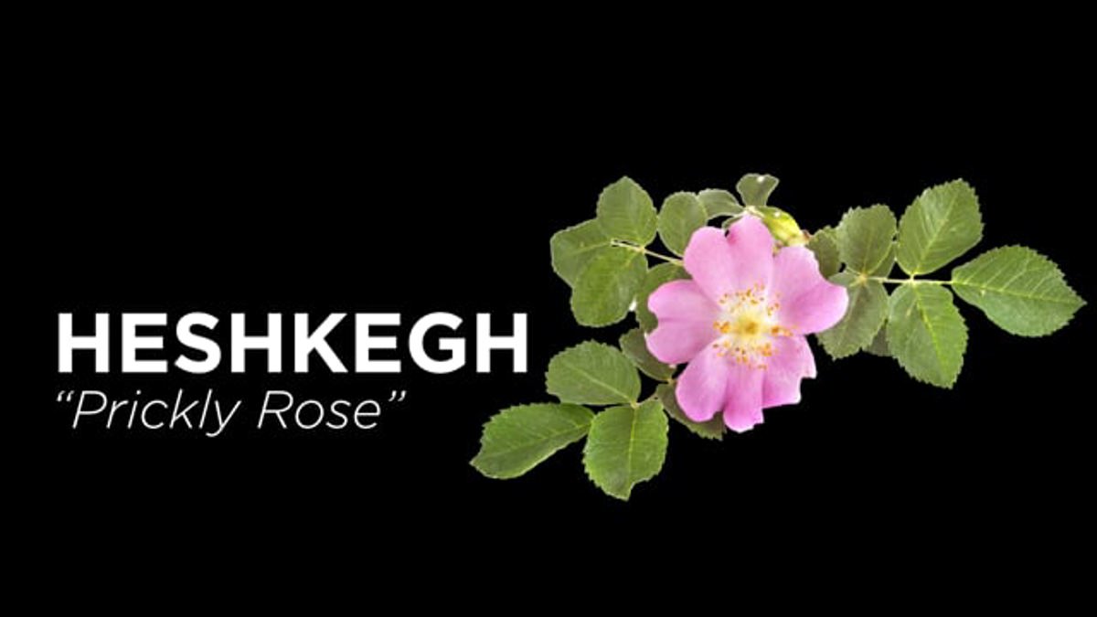 Heshkegh (Prickly Rose) | The Anchorage Museum